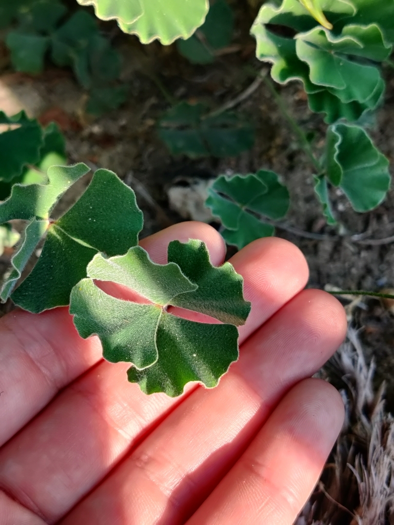 Helicopter Ferns from Dallas, TX 75252, USA on October 15, 2024 at 04: ...