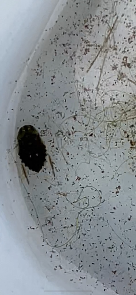 Alligator Fleas from Christmas, FL, US on October 16, 2024 at 09:03 AM ...