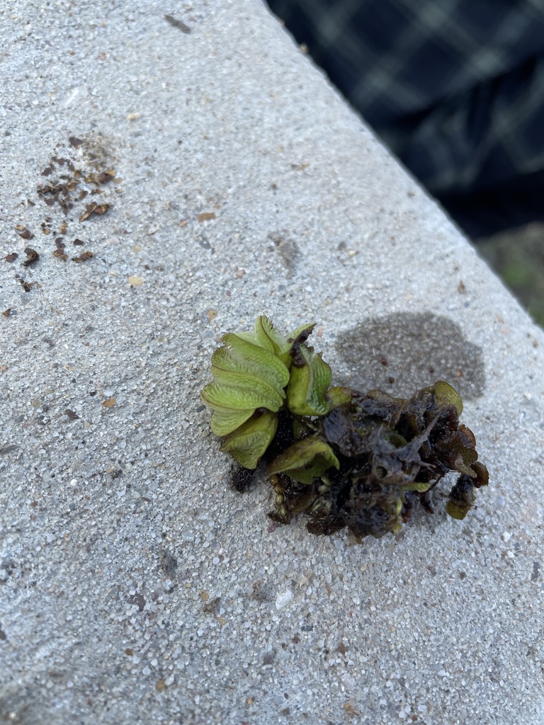Giant Salvinia from Texaco Rd, Houston, TX, US on October 16, 2024 at ...