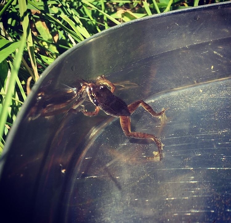 Pond Frogs in July 2017 by Christopher A. Sirakowski · iNaturalist
