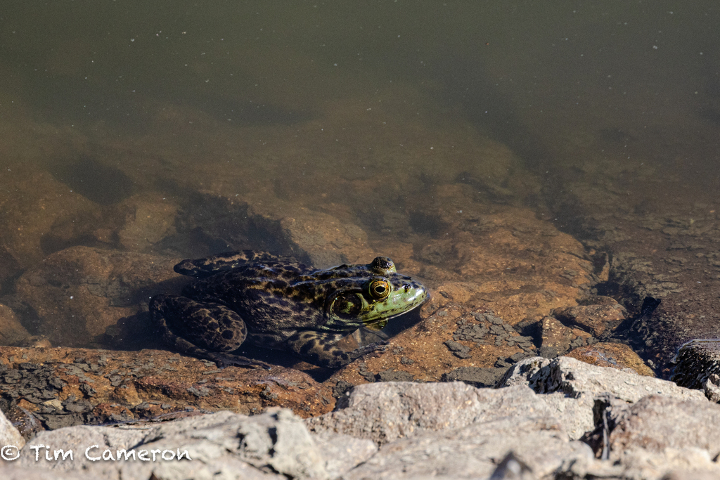 American Bullfrog from Seishin New Town, Nishi Ward, Kobe, Hyogo, Japan ...