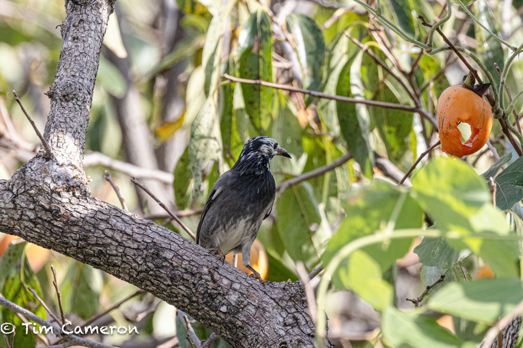 White-cheeked Starling from Nishi Ward, Kobe, Hyogo, Japan on October ...
