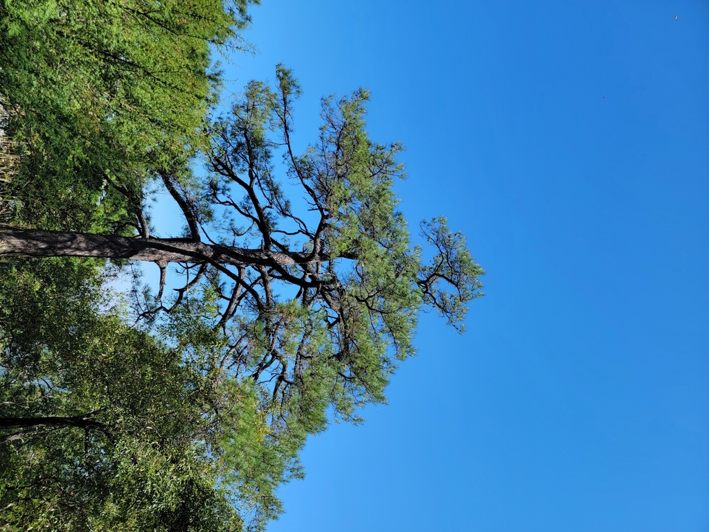Teocote pine from 66279 N.L., México on October 13, 2024 at 12:41 PM by ...