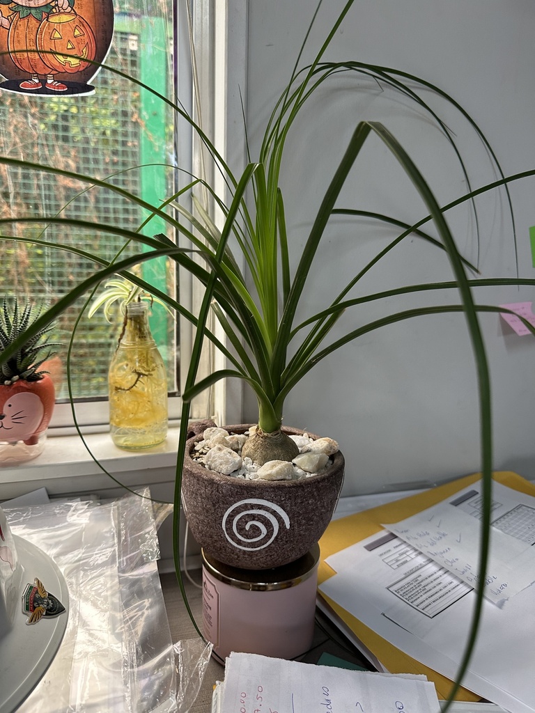 Beaucarnea from Paraíso, Tab., MX on October 16, 2024 at 09:26 AM by ...