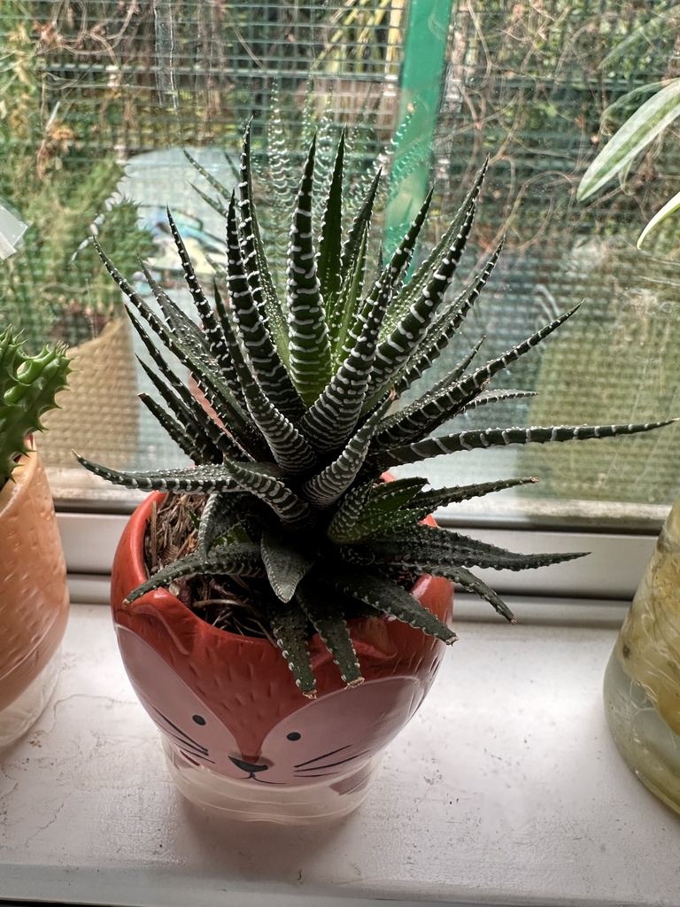 Zebra Haworthia from Paraíso, Tab., MX on October 16, 2024 at 09:26 AM ...