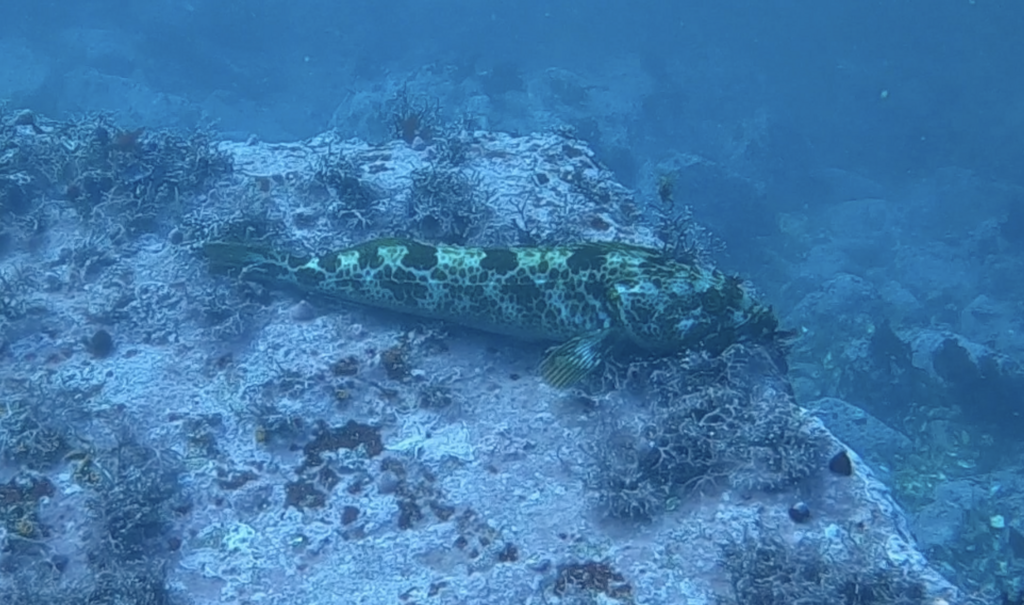Lingcod from Monterey County, CA, USA on October 12, 2024 at 01:19 PM ...