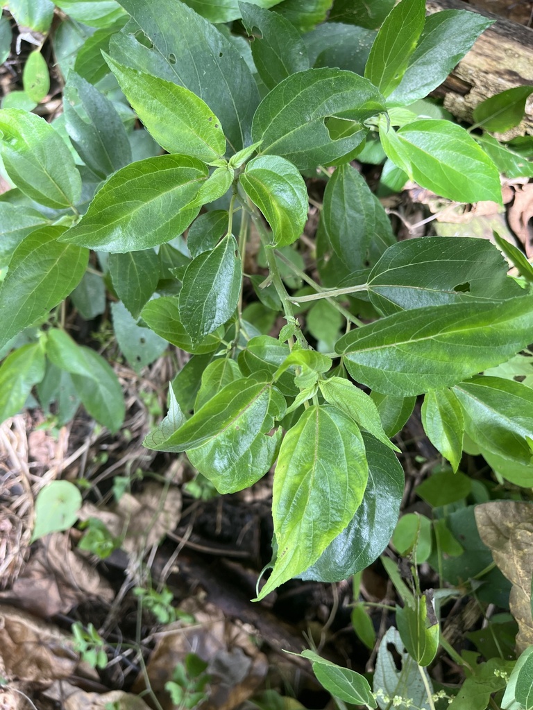 False Stinger in March 2024 by Annie Waters · iNaturalist
