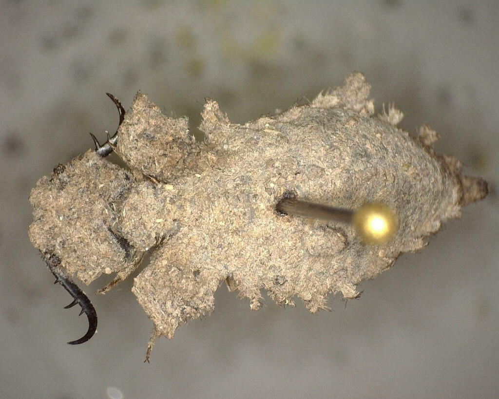 Ululodes from Kimble County, TX, USA on May 1, 2024 at 04:37 PM by ...