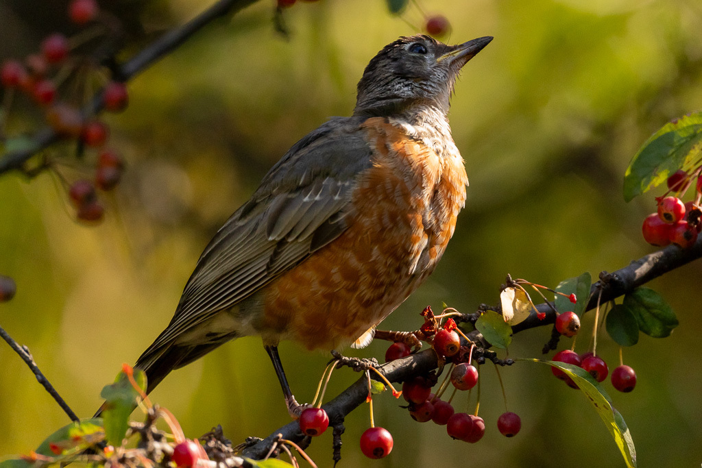 American Robin from Brooklyn, NY, USA on October 15, 2024 at 11:21 AM ...
