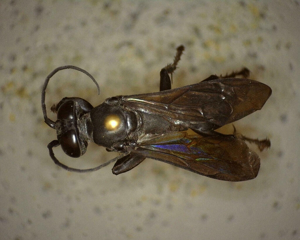 Pompilinae from Kimble County, TX, USA on June 13, 2024 at 05:26 PM by ...