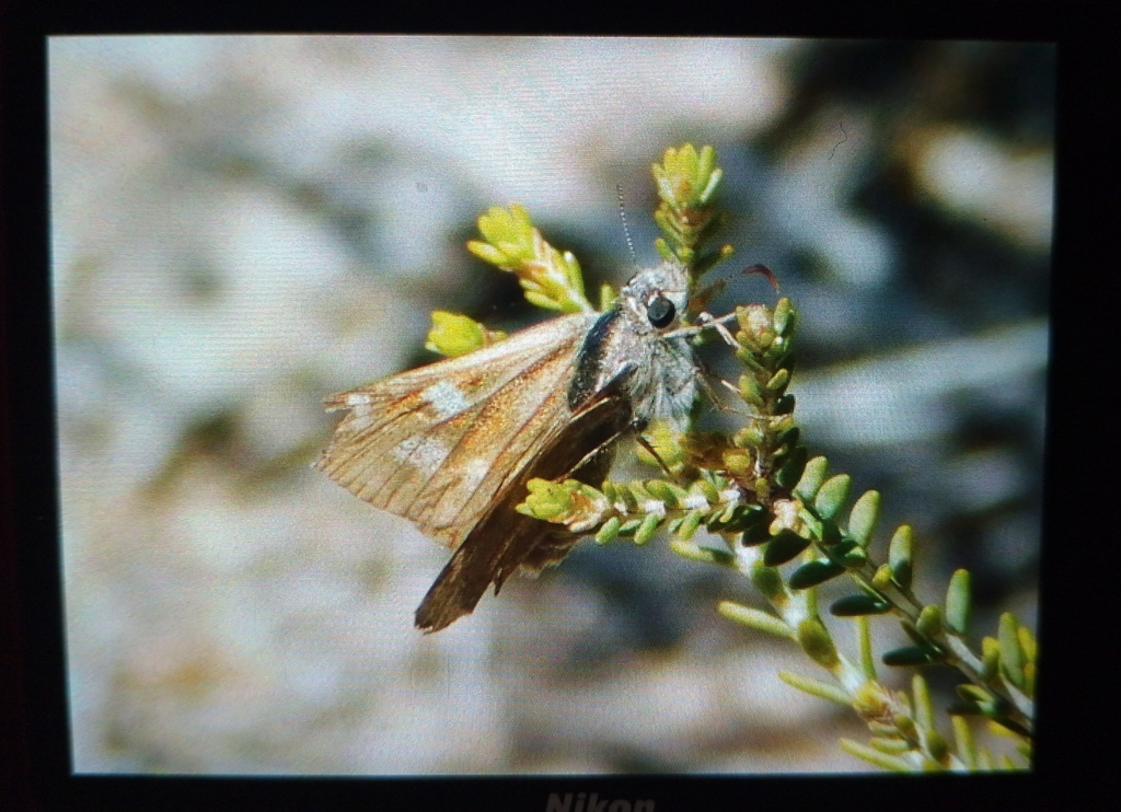Australian Skippers from Colton SA 5670, Australia on October 7, 2024 ...