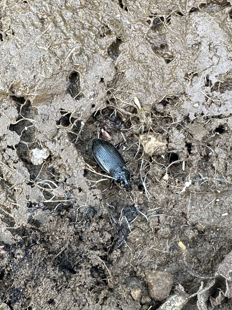 European Gazelle Beetle from Corvallis, OR, US on October 16, 2024 at ...