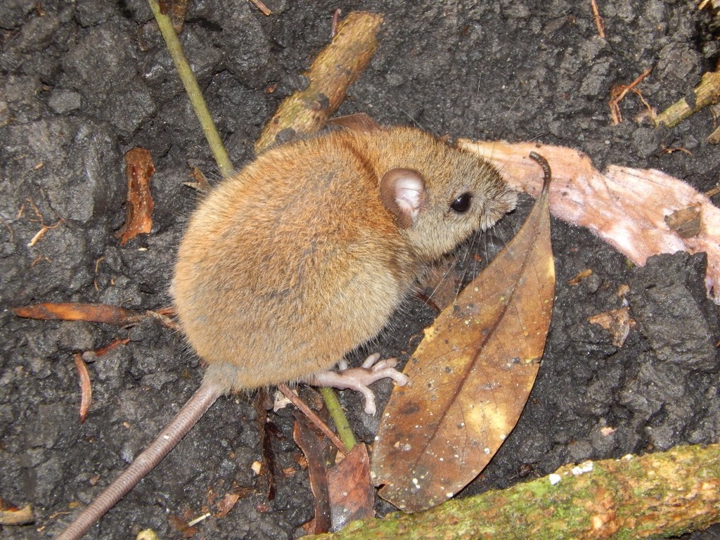 South American Mice and Rats from Itaberá - State of São Paulo, Brazil ...