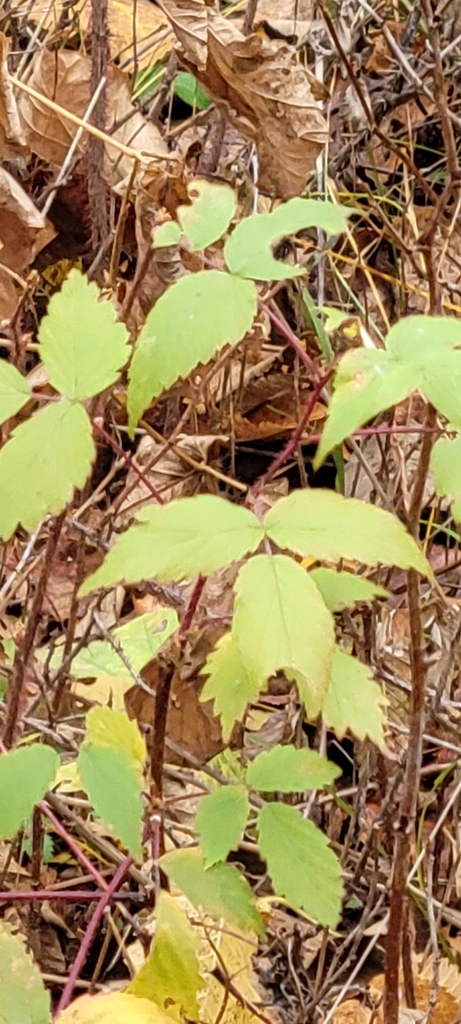 American red raspberry in October 2024 by MNmom · iNaturalist