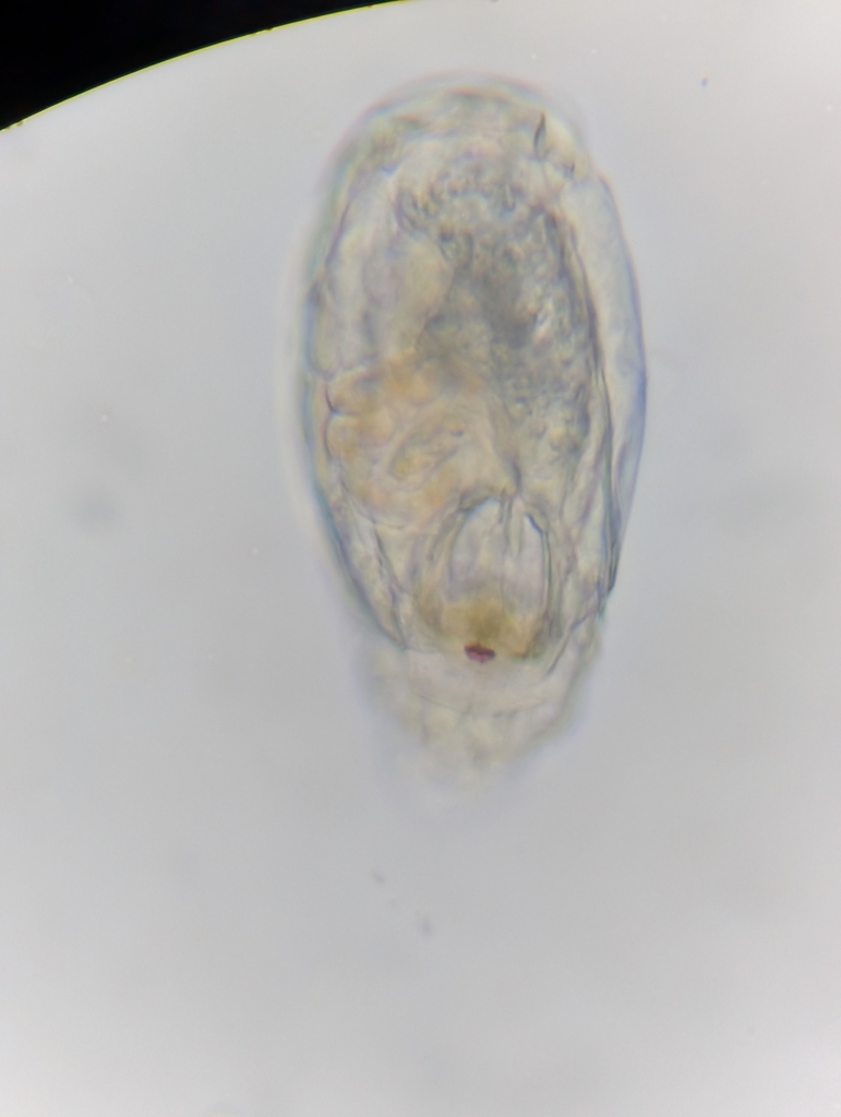 Lecane from Del Rio, TX 78840, USA on October 6, 2024 at 12:04 AM by ...