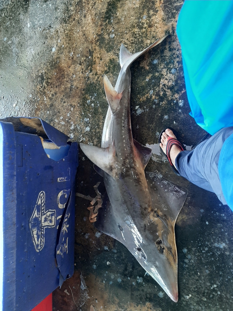 Wedgefishes in October 2024 by Irsyad Pishal. Captured by trawl. Foot ...