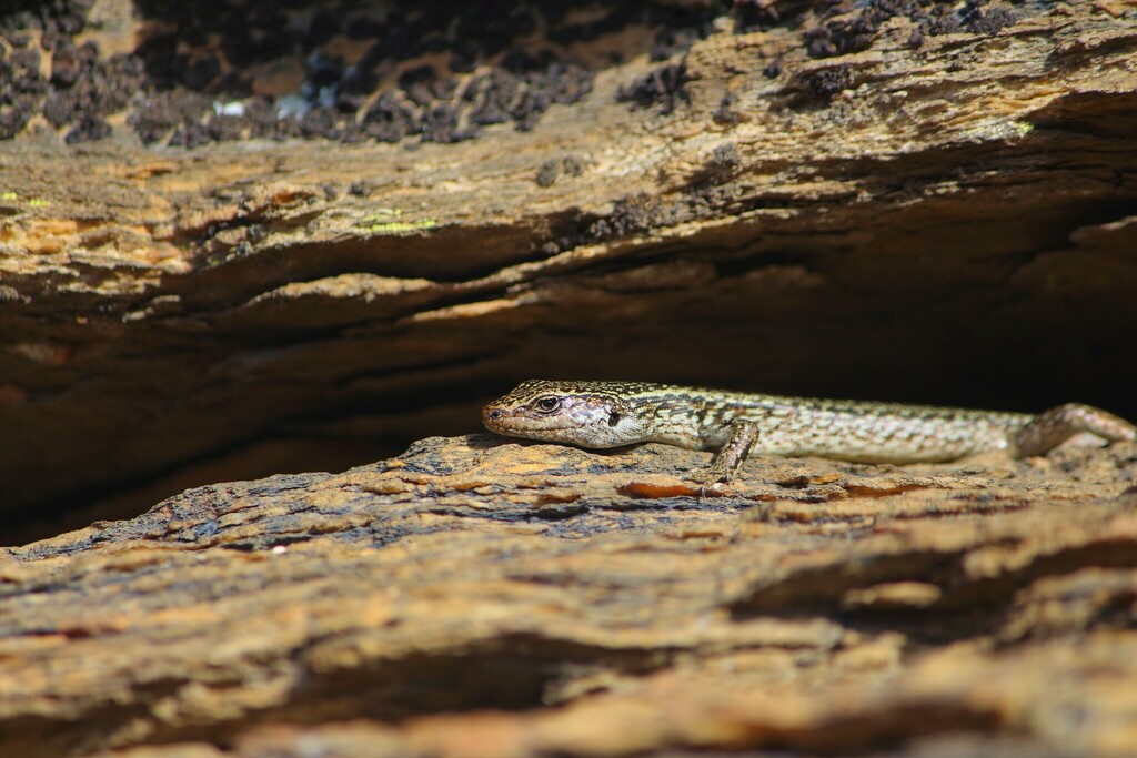 Grand Skink in August 2023 by Timothy Harker · iNaturalist
