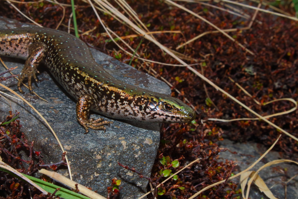 Canterbury Spotted Skink in August 2023 by Timothy Harker · iNaturalist