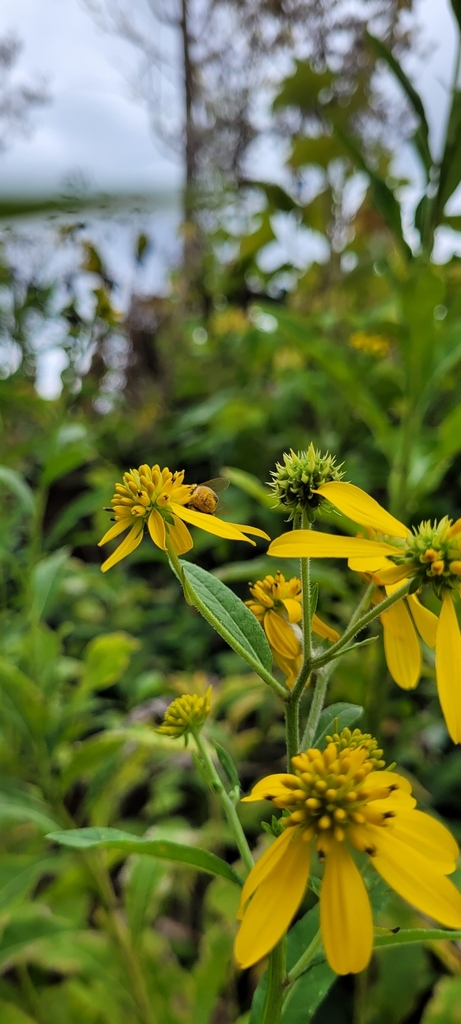 Wingstem on September 22, 2024 at 03:46 PM by Adara Brown · iNaturalist