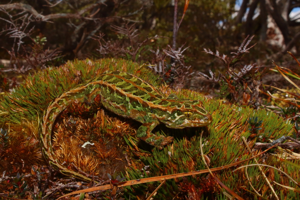 Harlequin Gecko in December 2023 by Timothy Harker · iNaturalist