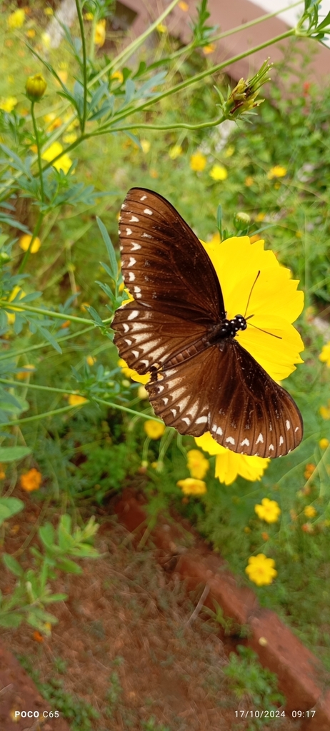 Common Mime Swallowtail from 463M+5C2, Kunhimangalam, Kerala 670327 ...