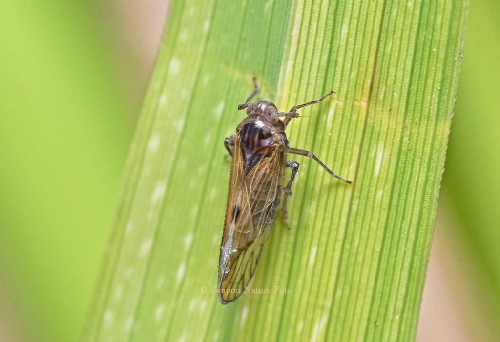 small brown planthopper from 烟台昆嵛山国家森林公园, 烟台市, 山东省, CN on October 17 ...