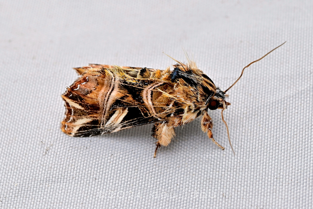 Callopistria repleta from 中国云南省迪庆藏族自治州维西傈僳族自治县 on July 30, 2024 at 10: ...