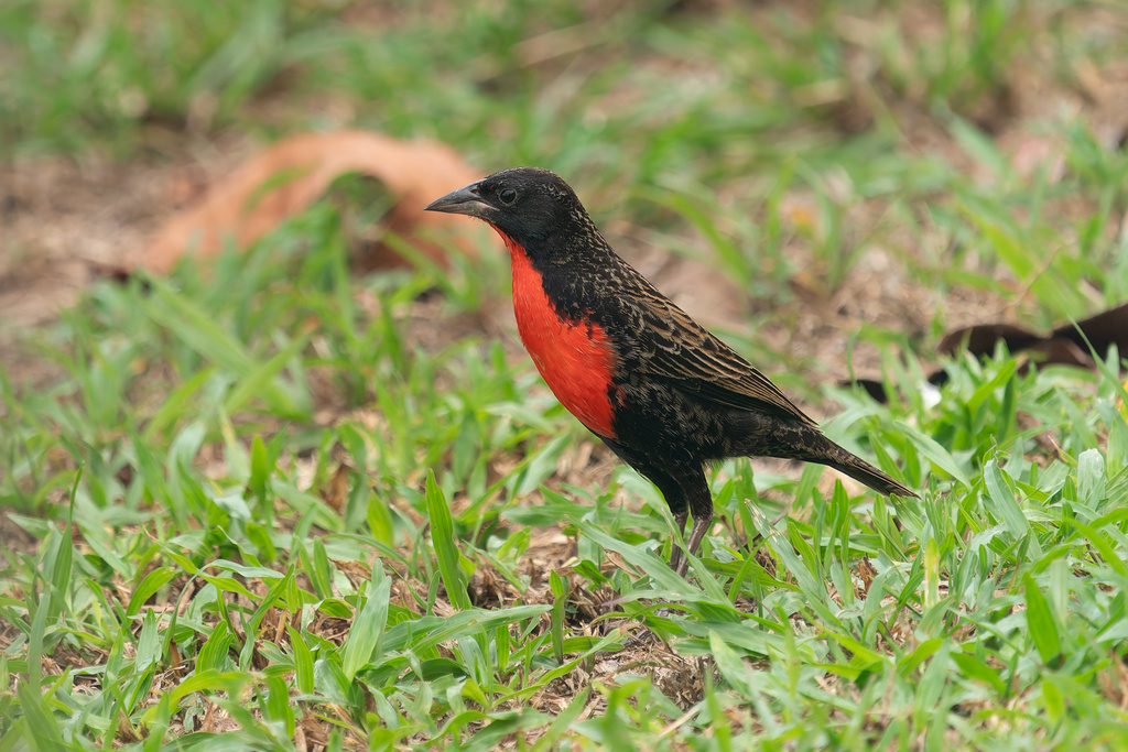 Red-breasted Meadowlark from Novo Aripuanã, AM, BR on September 10 ...