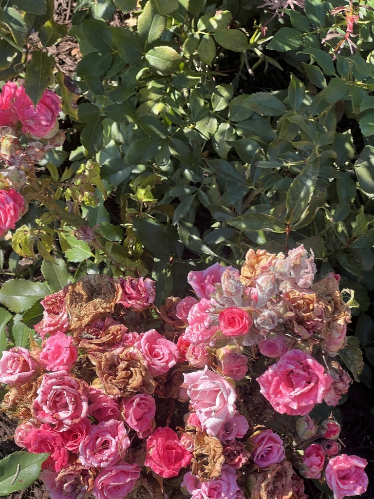 roses from Hampton University, Hampton, VA, US on October 14, 2024 at ...