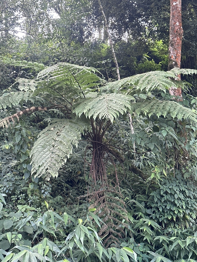 Spiny Tree Fern from Mechi Highway, Mechi, NP on October 17, 2024 at 09 ...