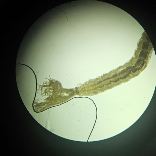 Poliqueto (Chone duneri)