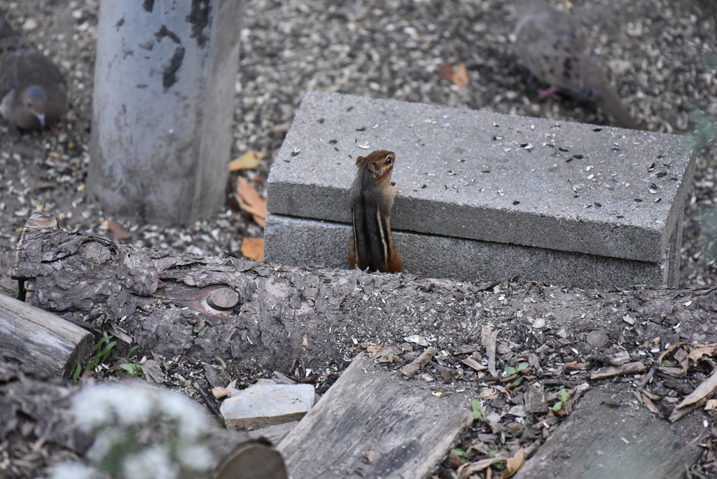 Eastern Chipmunk from Montgomery County, PA, USA on October 6, 2024 at ...