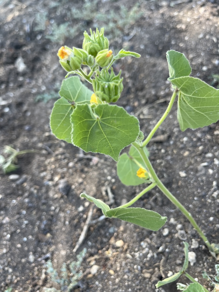 velvetleaf from Flat Rock Rd, Azle, TX, US on October 17, 2024 at 03:50 ...