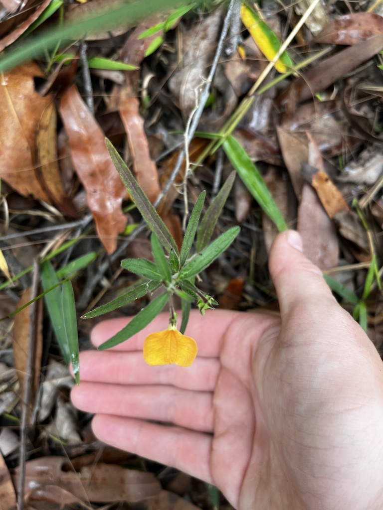 spade flower from Parklands Conservation Park, Parklands, QLD, AU on ...