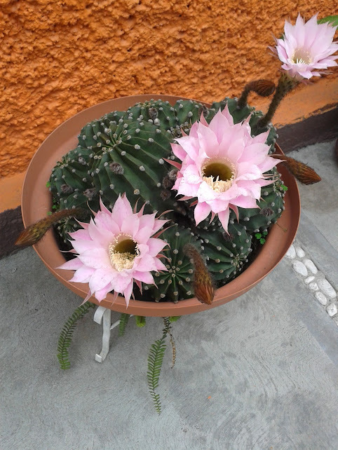 Easter Lily Cactus from Benito Juárez, Cdad. Nezahualcóyotl, Méx ...