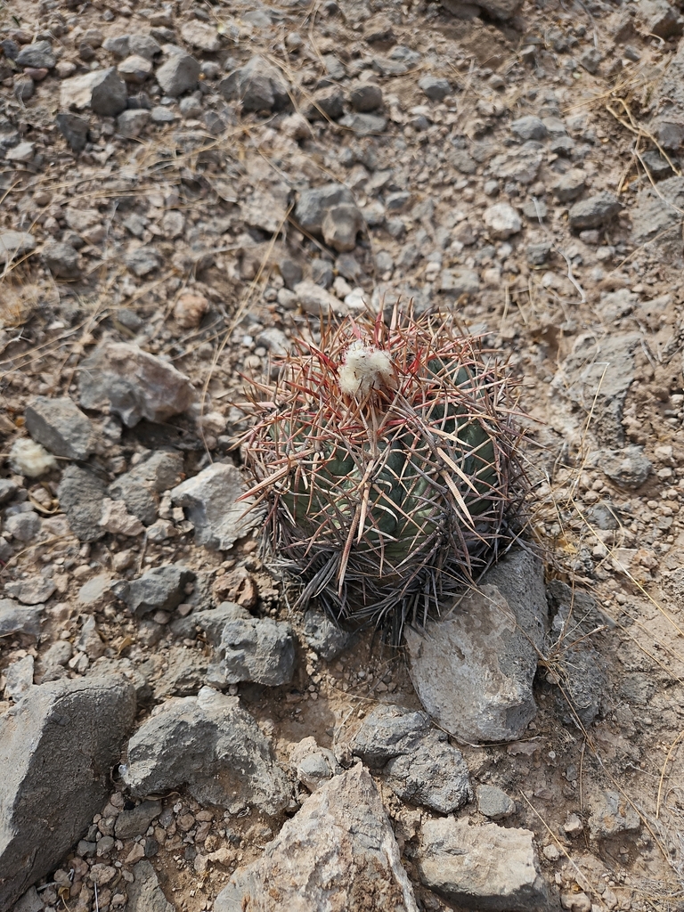 Echinocactus horizonthalonius horizonthalonius in October 2024 by ...