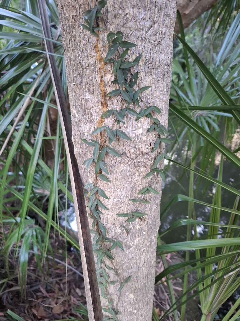 Catclaw vine from Coorooman QLD, Australia on October 17, 2024 at 04:44 ...