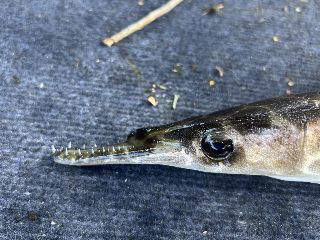 Florida Gar from Coconut Creek, FL, USA on October 1, 2024 at 10:51 AM ...