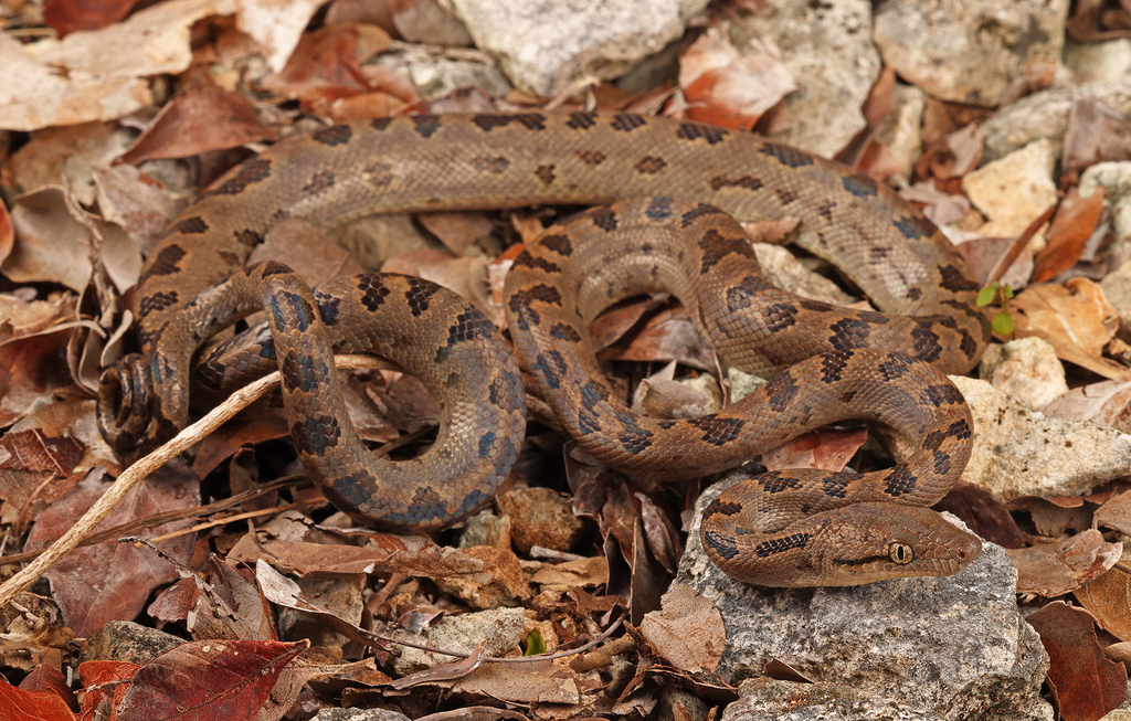 Southern Bahamas boa in October 2024 by Jake Scott · iNaturalist