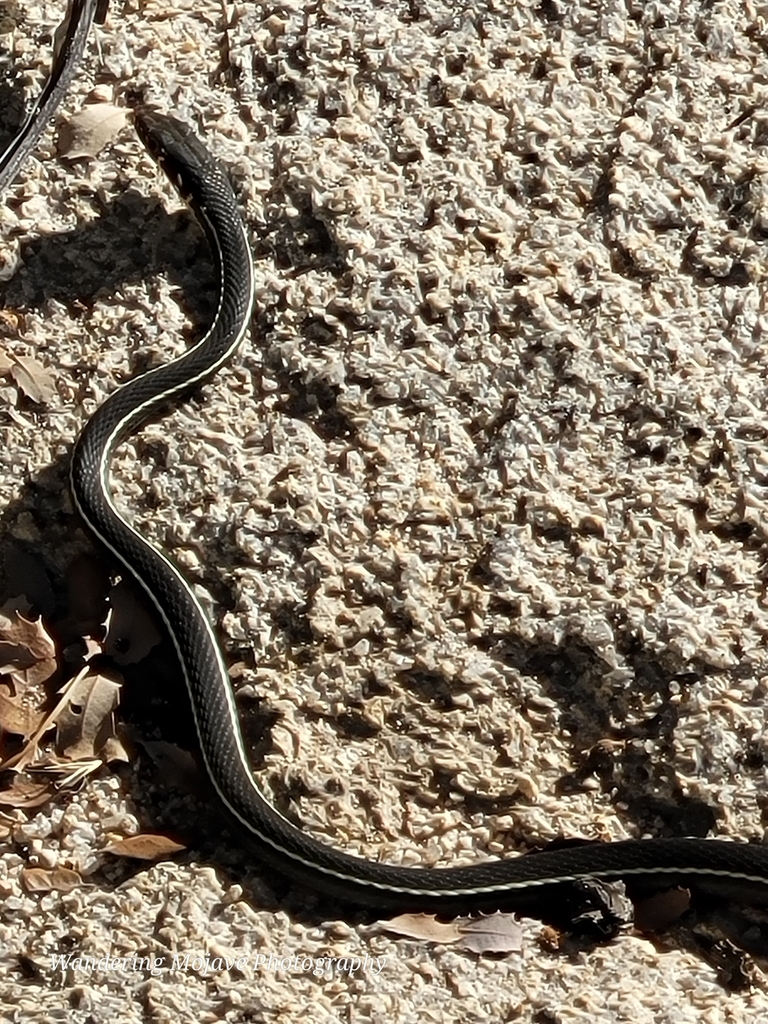 California Striped Racer from Joshua Tree National Park, Riverside ...