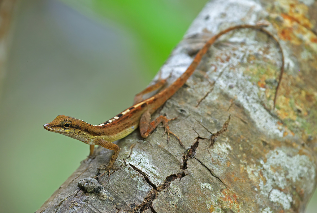 Silver Key Anole in October 2024 by Jake Scott · iNaturalist