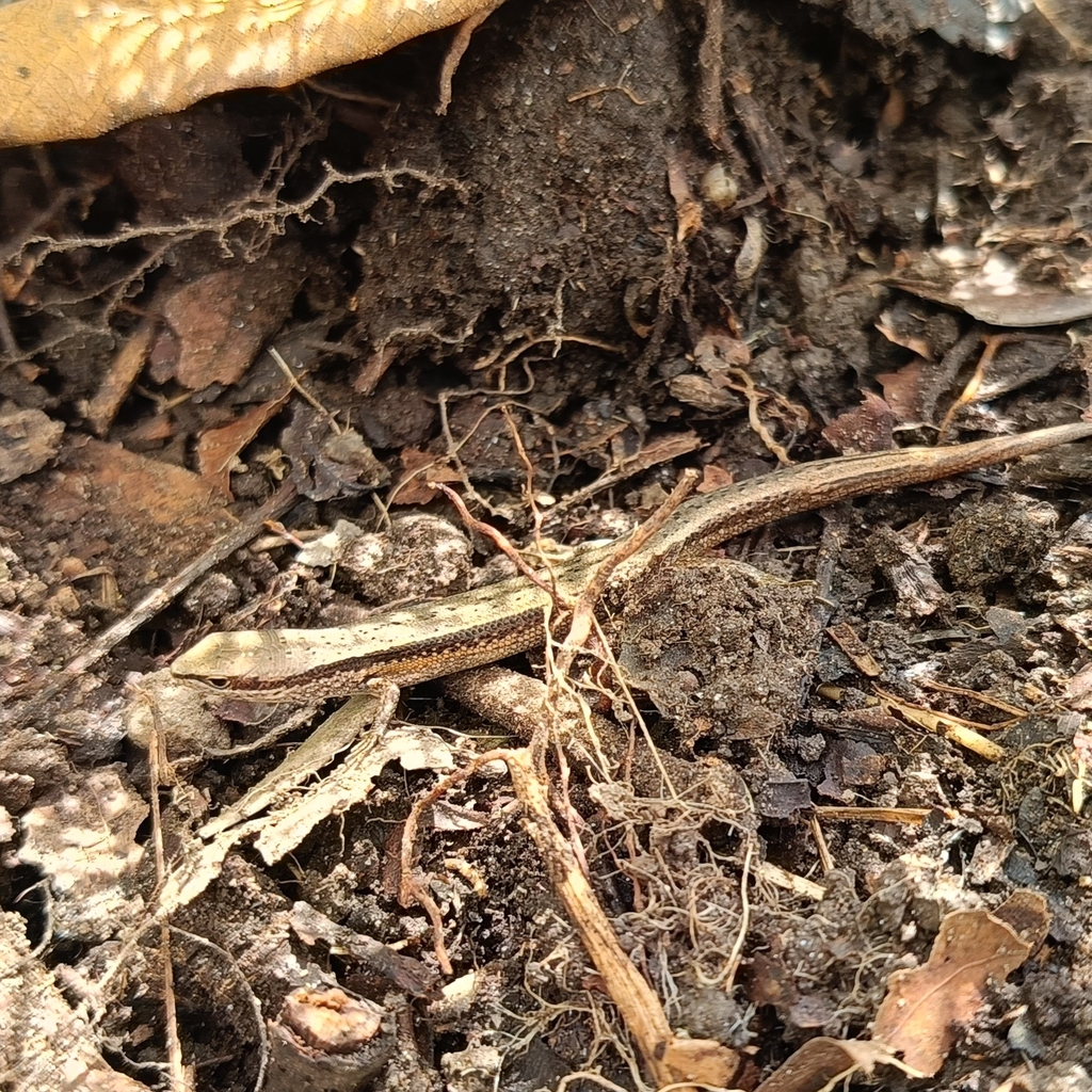 Himalaya Ground Skink from 36JQ+XMJ, Munsyari, Uttarakhand 262554 ...