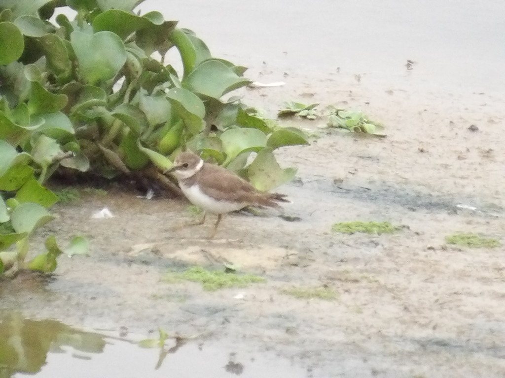 Little Ringed Plover from Begur Lake, Begur, Bengaluru, Karnataka ...