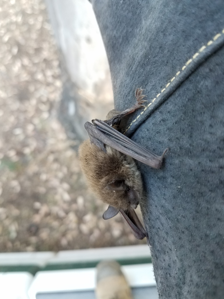 Yuma Myotis from Camp Pendleton North, CA, USA on July 7, 2019 at 06:24 ...
