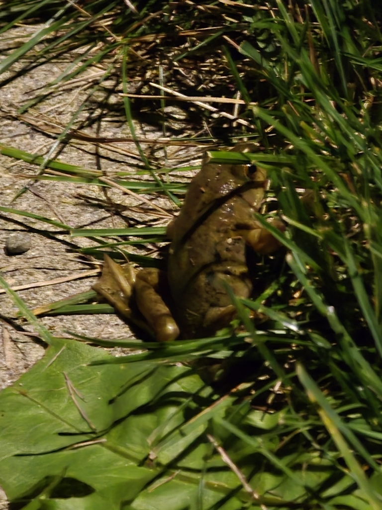 American Bullfrog from Sultan, WA 98294, USA on September 15, 2024 at ...