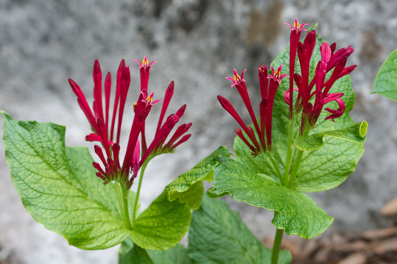 Spigelia longiflora from Zaragoza, S.L.P., Mexico on July 07, 2019 at ...