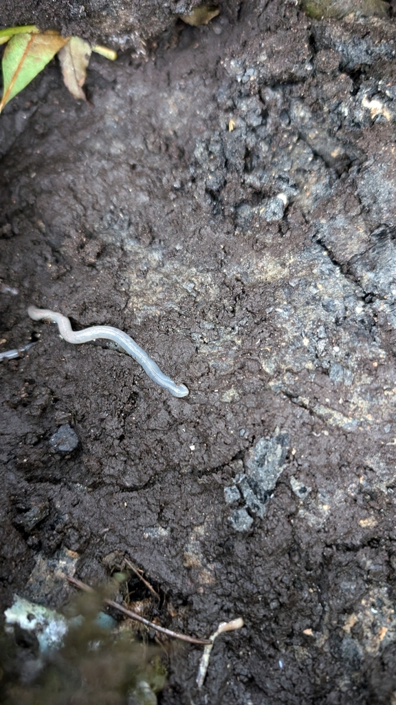 Potworms from Dudley DY1 4AL, UK on October 18, 2024 at 10:06 AM by Kit ...