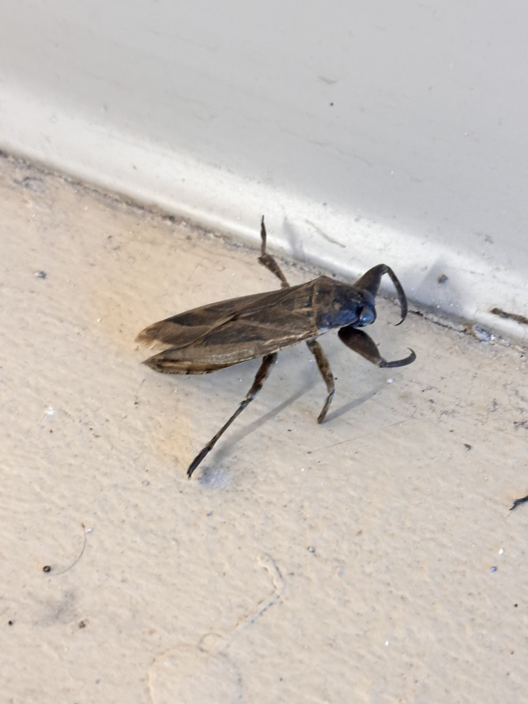 Uhler's Giant Water Bug from Physicians Regional Medical Center ...