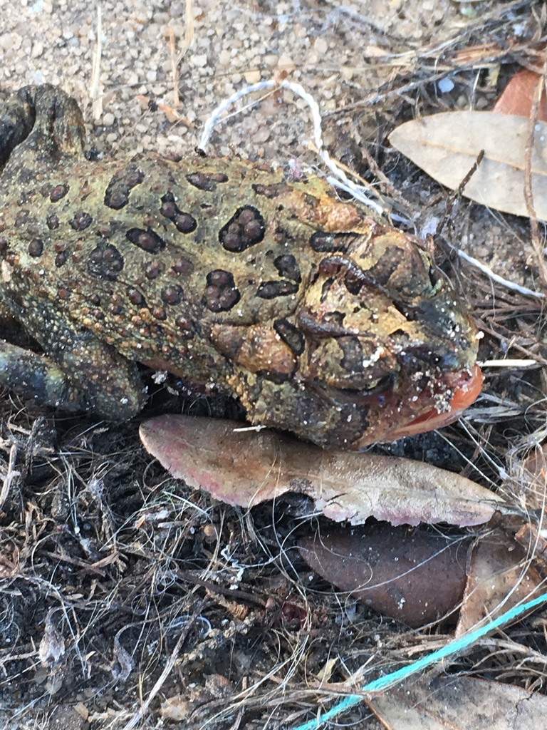 Southern Toad from 7001 Interstate 75, Gainesville, FL, US on July 07 ...