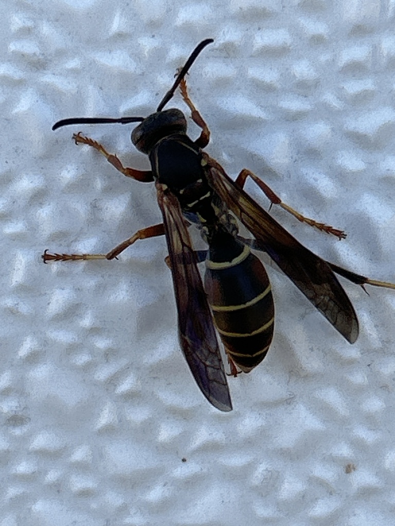 Northern Paper Wasp from Alpha Ridge Park, Marriottsville, MD, US on ...